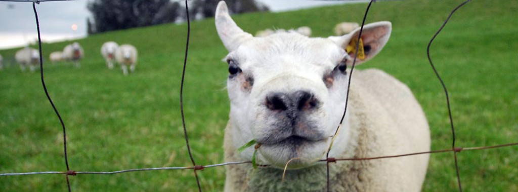 Peter Singer: Animal Liberation, Forty Years On - The Rotman Institute ...